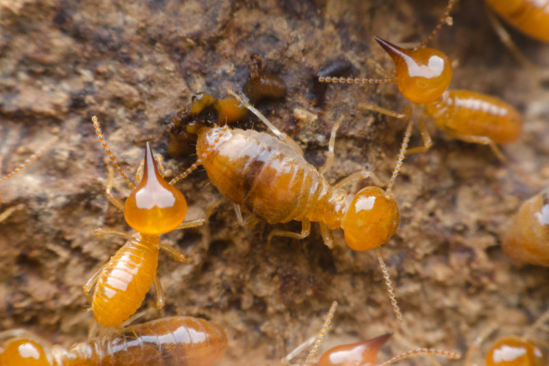 How Much Does Termite Tenting Cost? (2026)