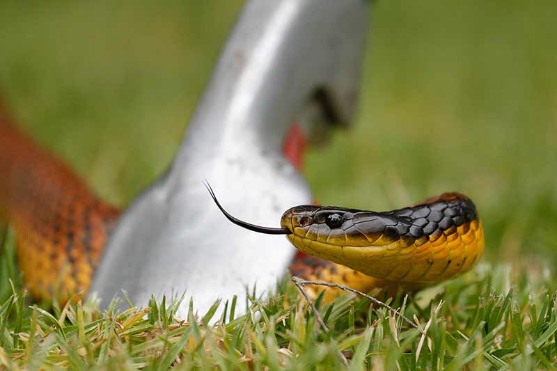 How Much Does Rodent Removal Cost? (2026)